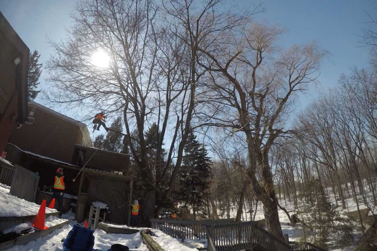 Arboriculture Introduction - Ironwood Arboricultural - What is ...