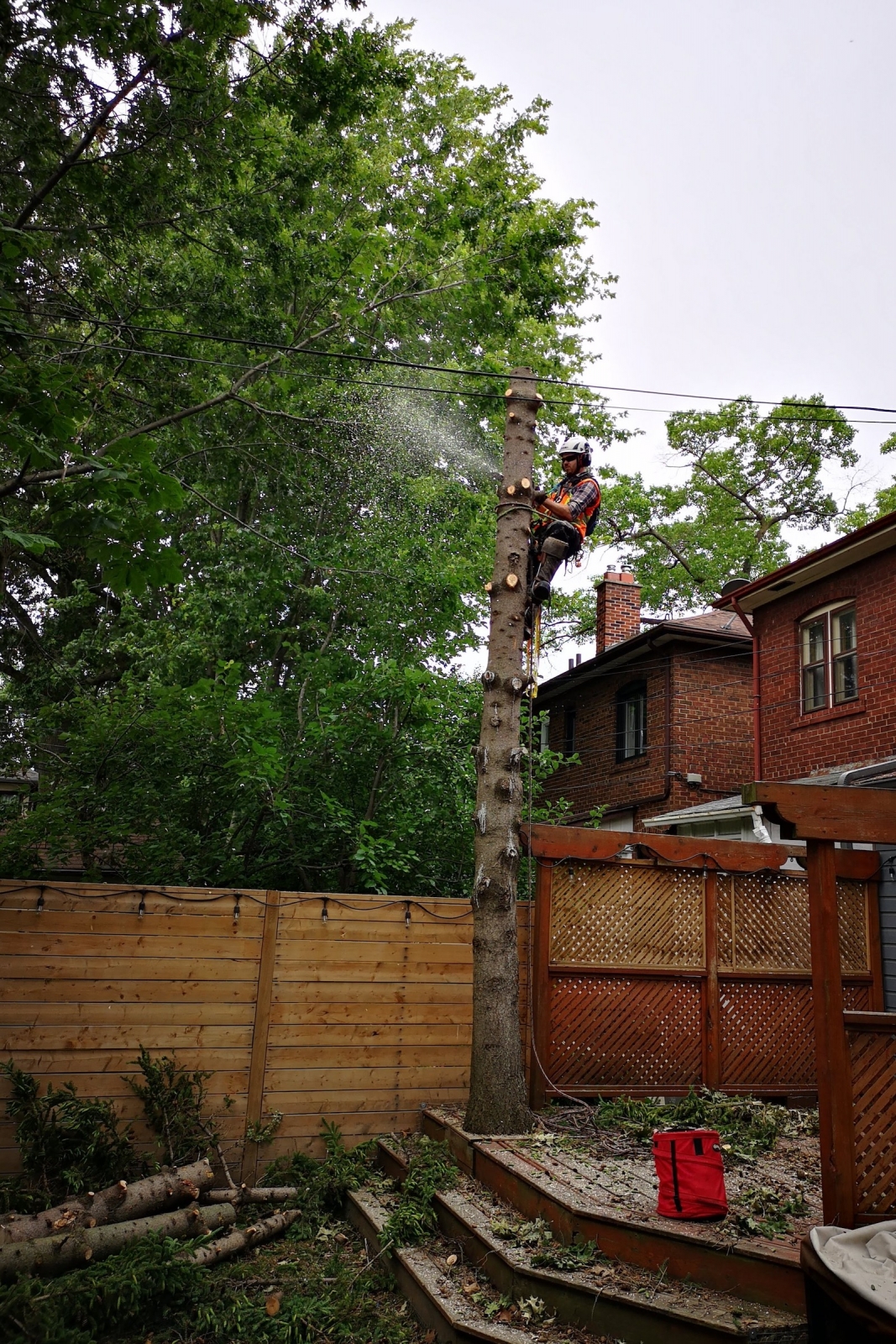 Gallery - Ironwood Arboricultural